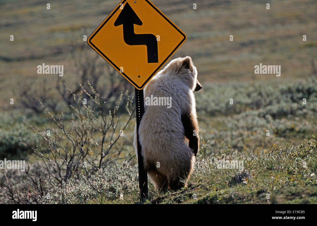 Brown Bear (Ursus arctos) scratching its back on a road sign, Denali ...