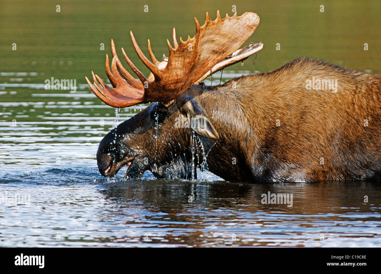 Moose or Elk (Alces alces) standing in water, Denali National Park ...
