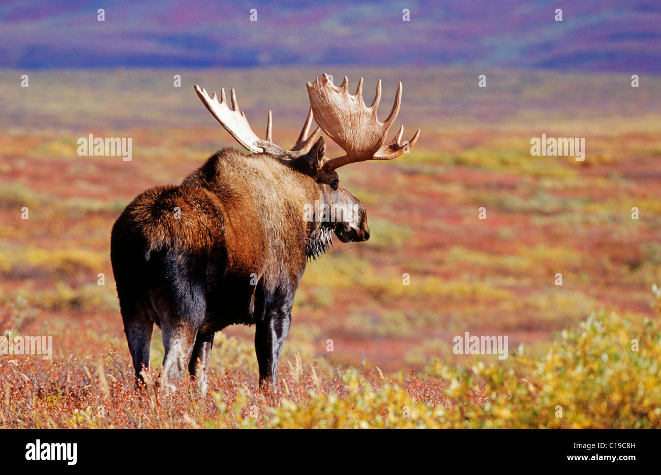 Moose or Elk (Alces alces) in Denali National Park, Alaska, USA Stock ...