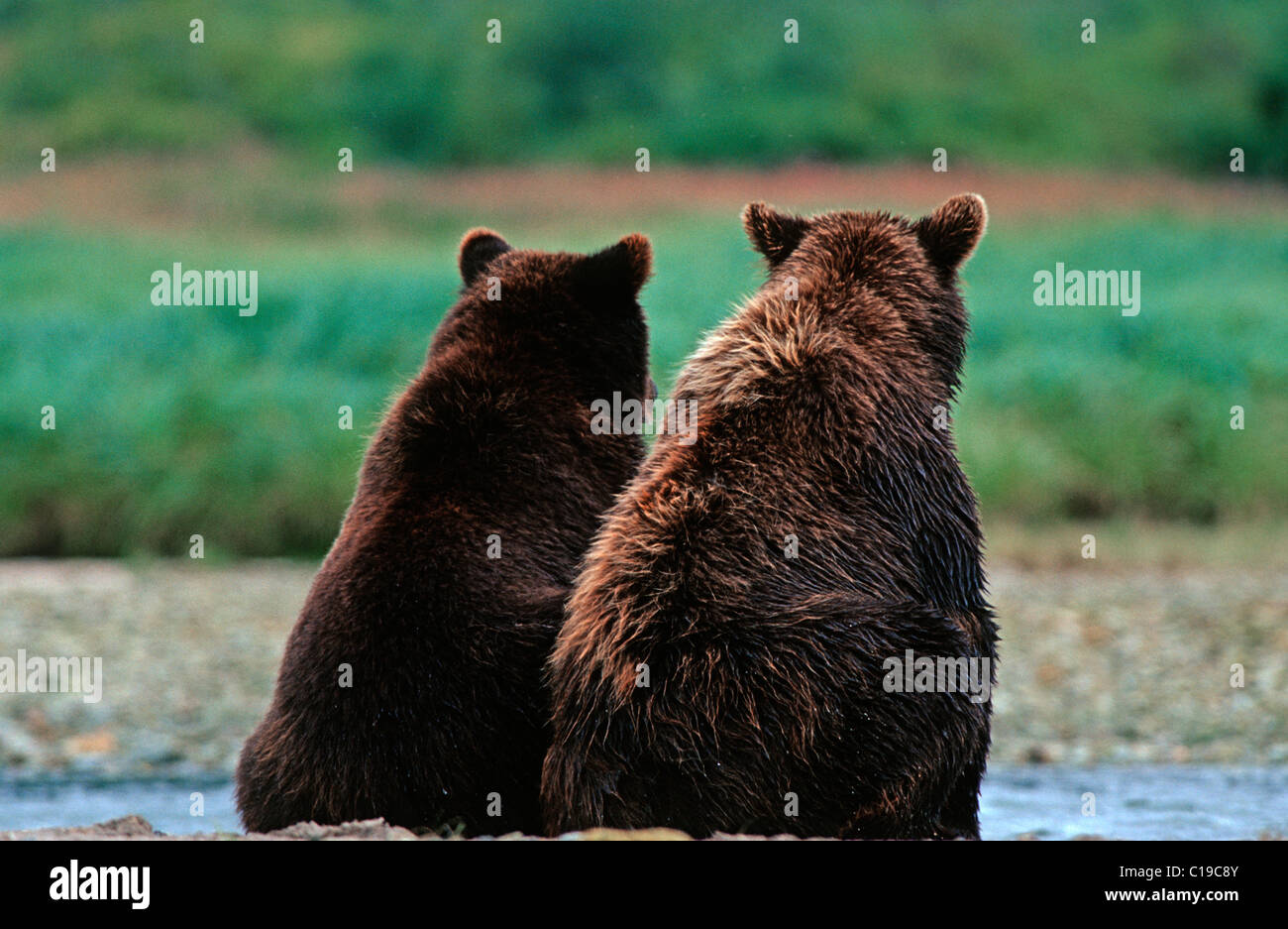 Two Brown Bears (Ursus arctos), Katmai National Park, Alaska, USA Stock ...