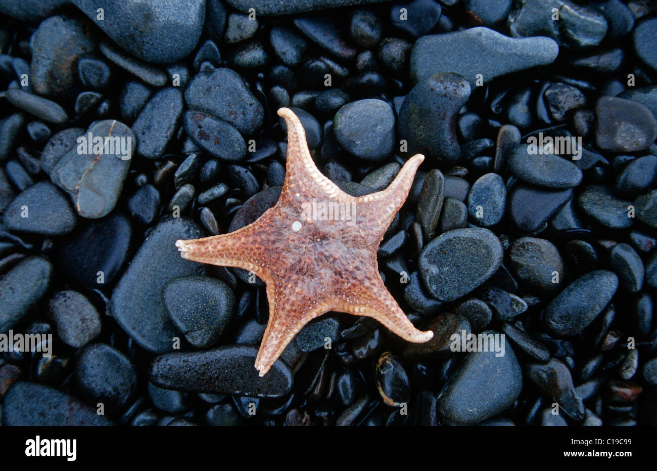 Starfish, Alaska, USA Stock Photo - Alamy