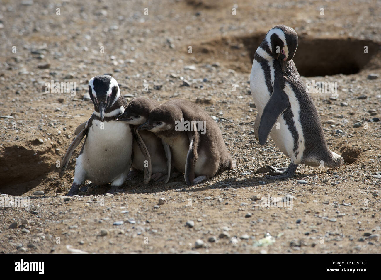 Parent penguin taking care of baby penguin Stock Photo - Alamy