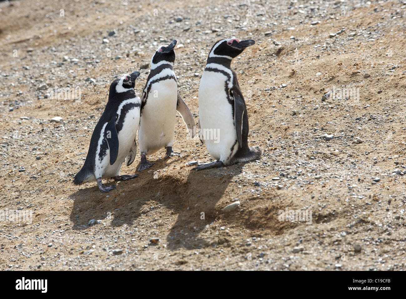 Penguins singing hi-res stock photography and images - Alamy