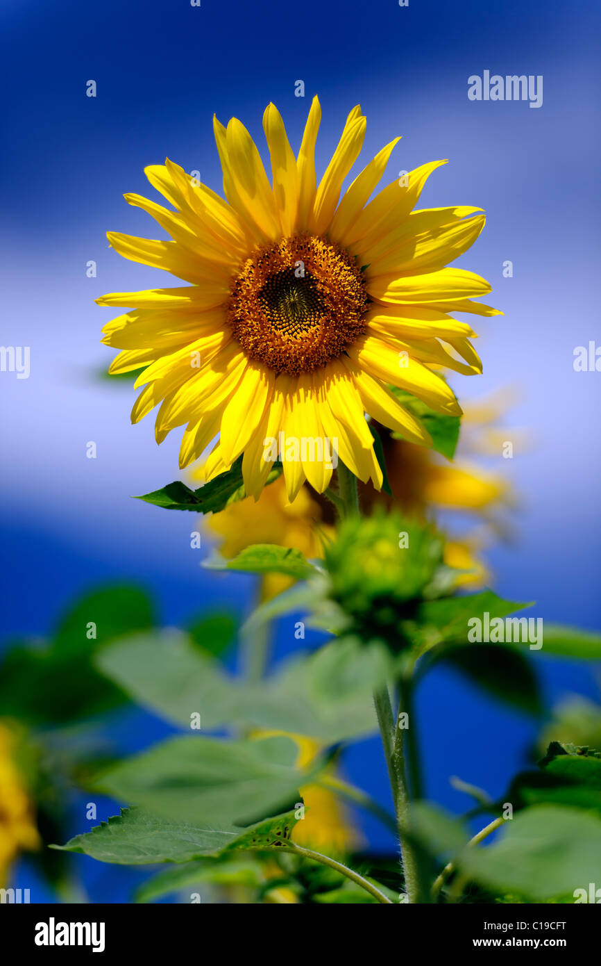 Tall sunflower hi-res stock photography and images - Alamy