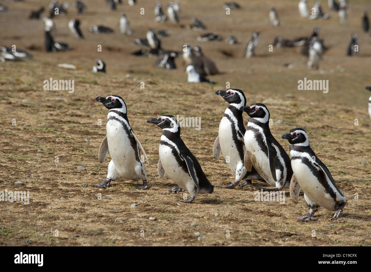 A group of dressed in tuxedo gentlemen marching on a beach Stock Photo ...