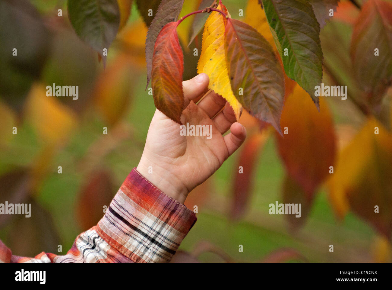 Child's hand touching a leaf Stock Photo - Alamy