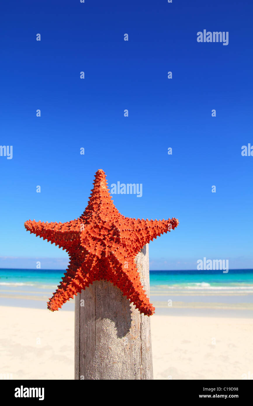 beautiful caribbean starfish on wood pole beach Stock Photo - Alamy