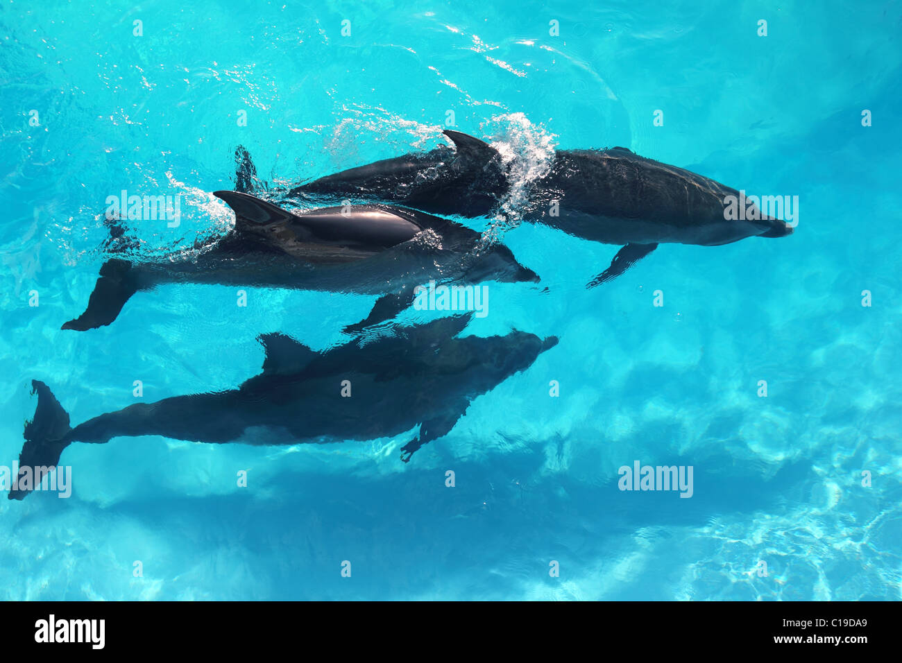 Acrobatic dolphin hi-res stock photography and images - Alamy