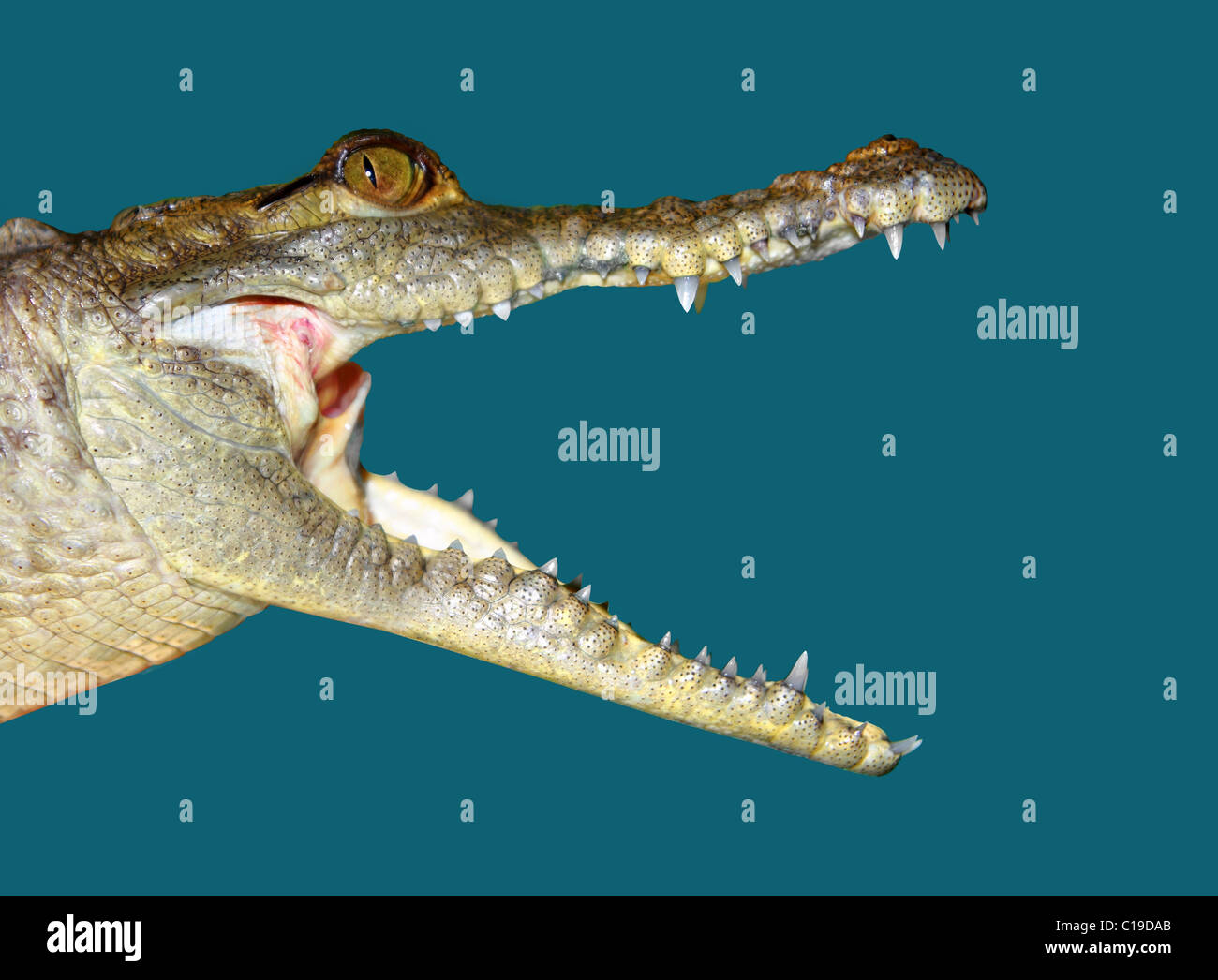 Caiman Crocodile Attack