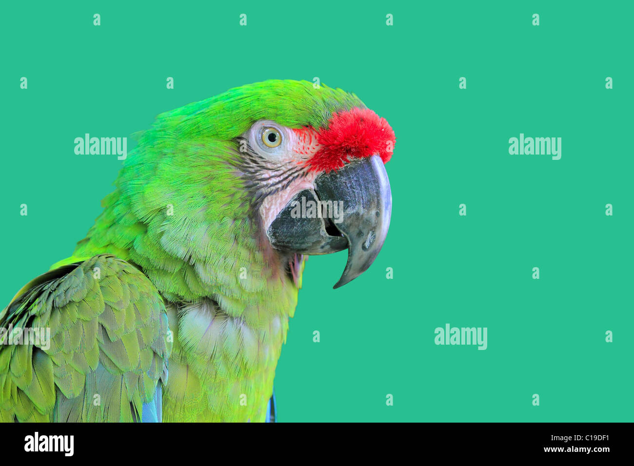 Ara Militaris Military Macaw Green parrot South and Central america ...