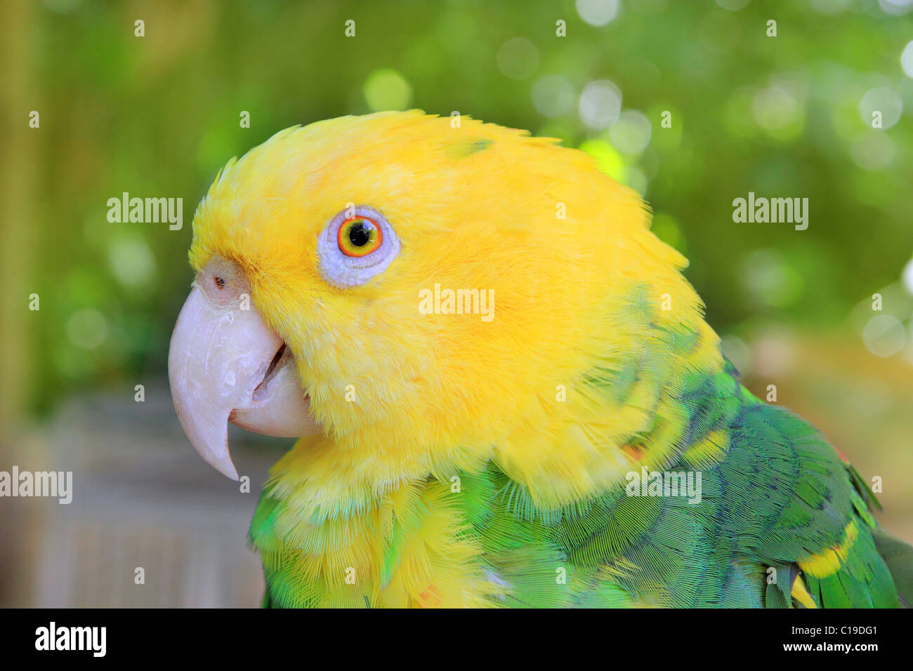 Amazon Parrot Yellow headed Oratrix Central America Stock Photo - Alamy
