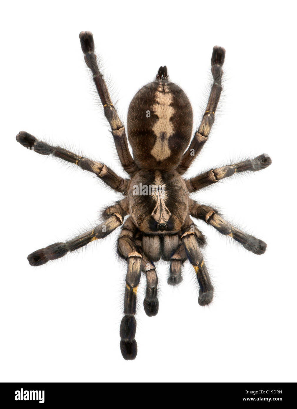 Tarantula spider, Poecilotheria Metallica, in front of white background ...