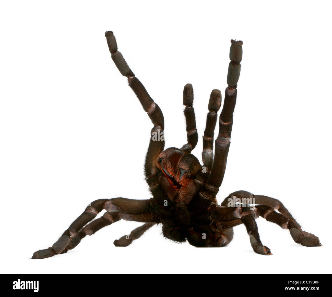 Tarantula Wallpaper Attack Pose Top 10 Most Venomous Spiders In The