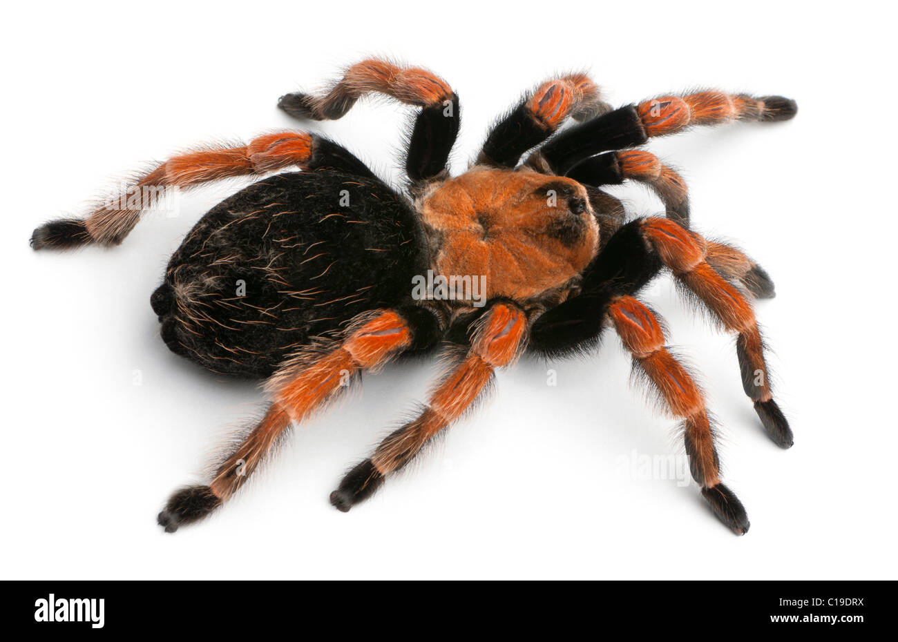 Brachypelma boehmei hi-res stock photography and images - Alamy