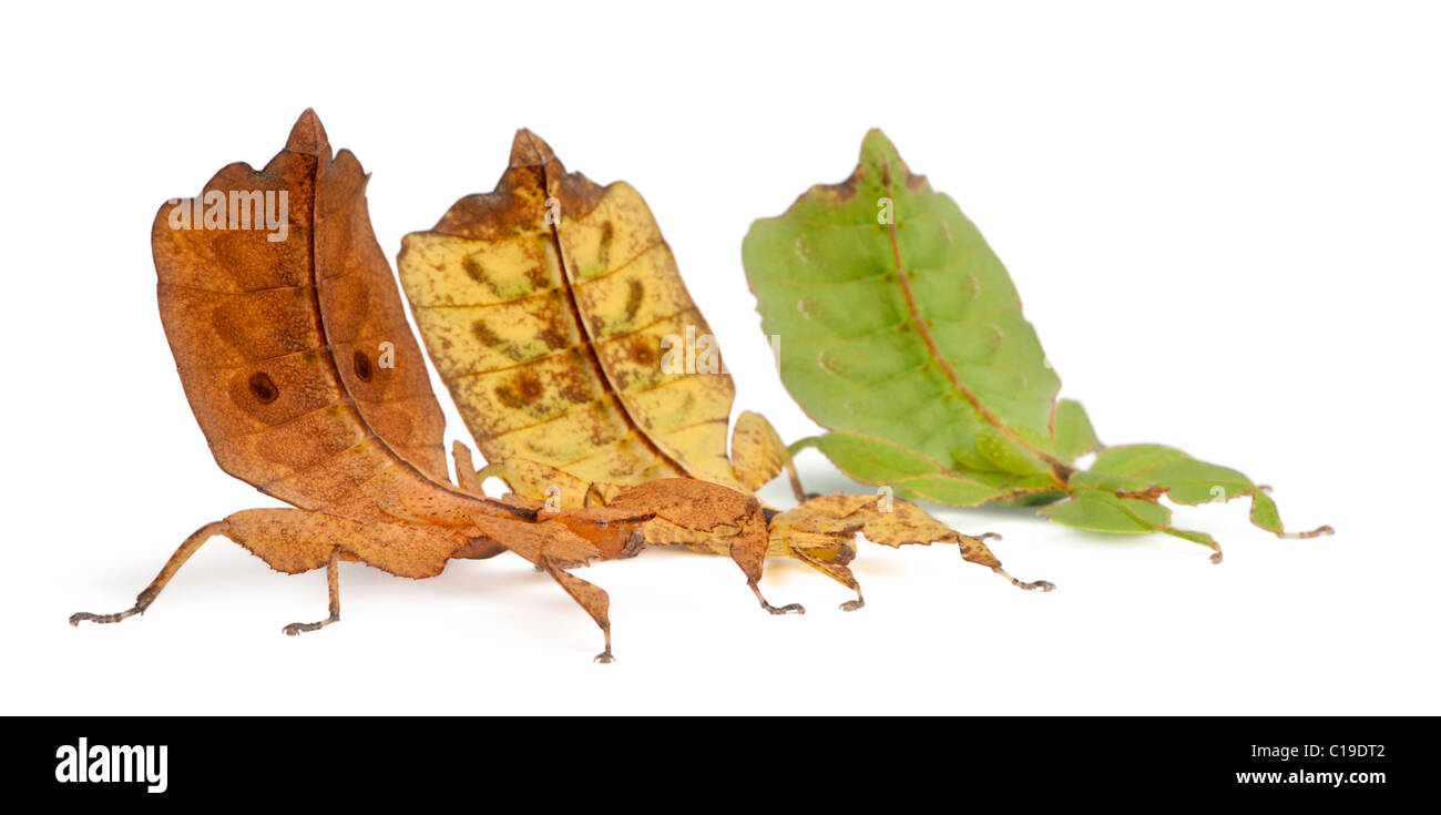 Stick insects hi-res stock photography and images - Alamy