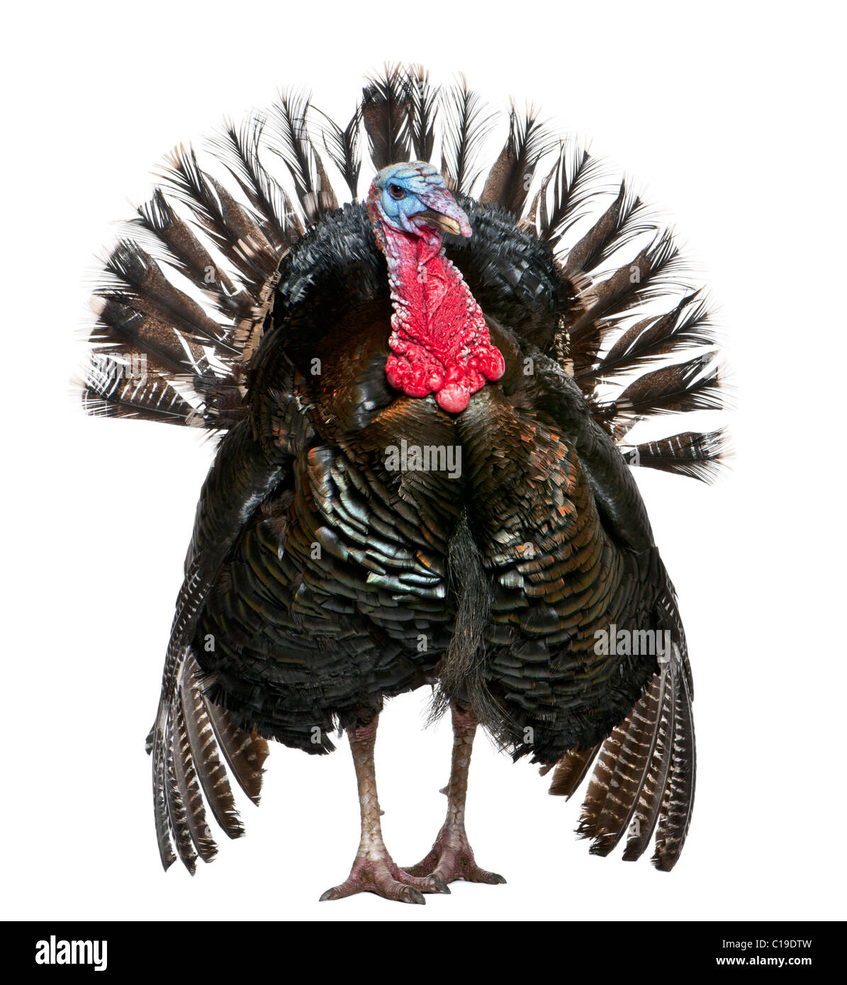 Wild Turkey, Meleagris gallopavo, in front of white background Stock ...