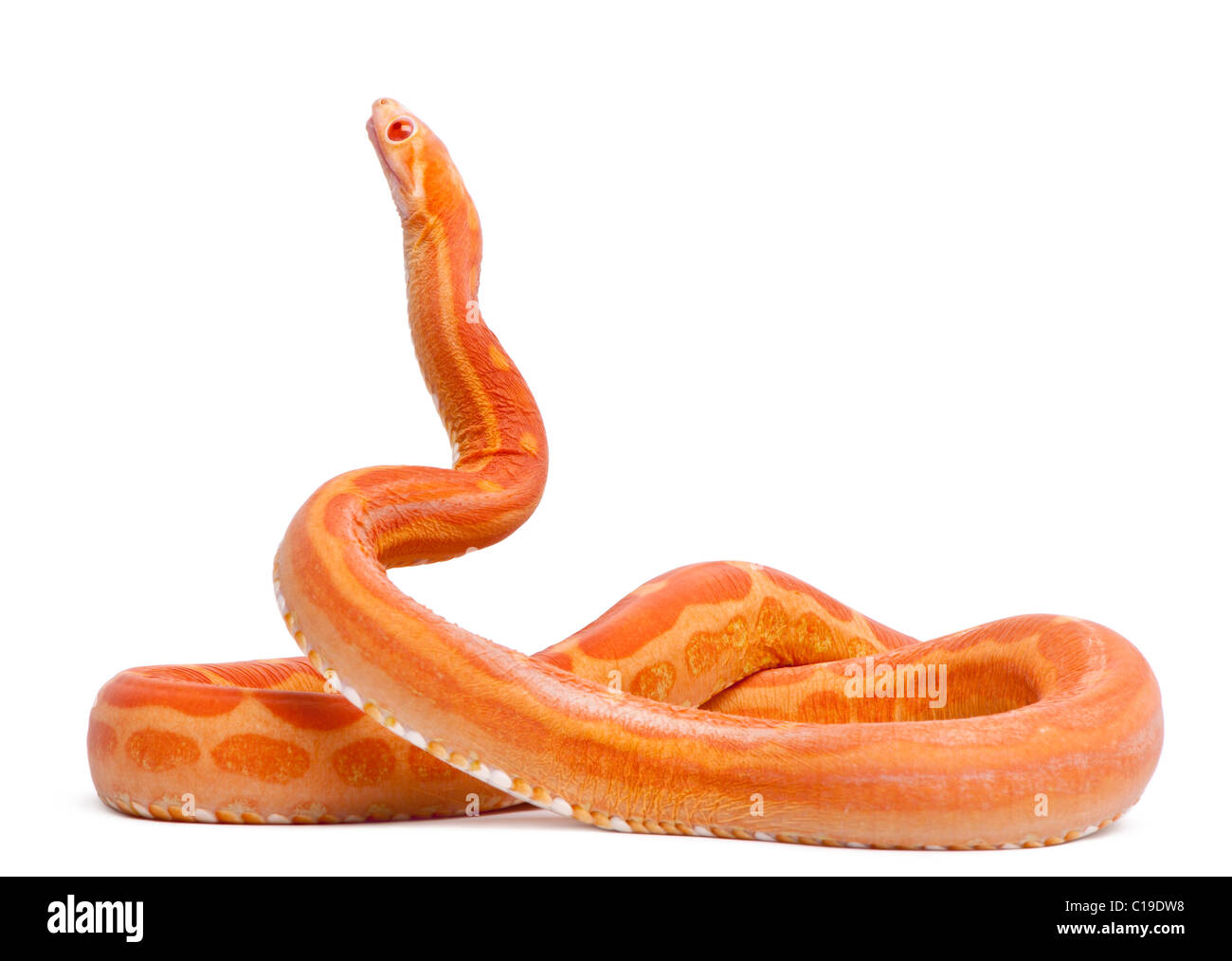 Scaleless Corn Snake, Pantherophis Guttatus, in front of white ...