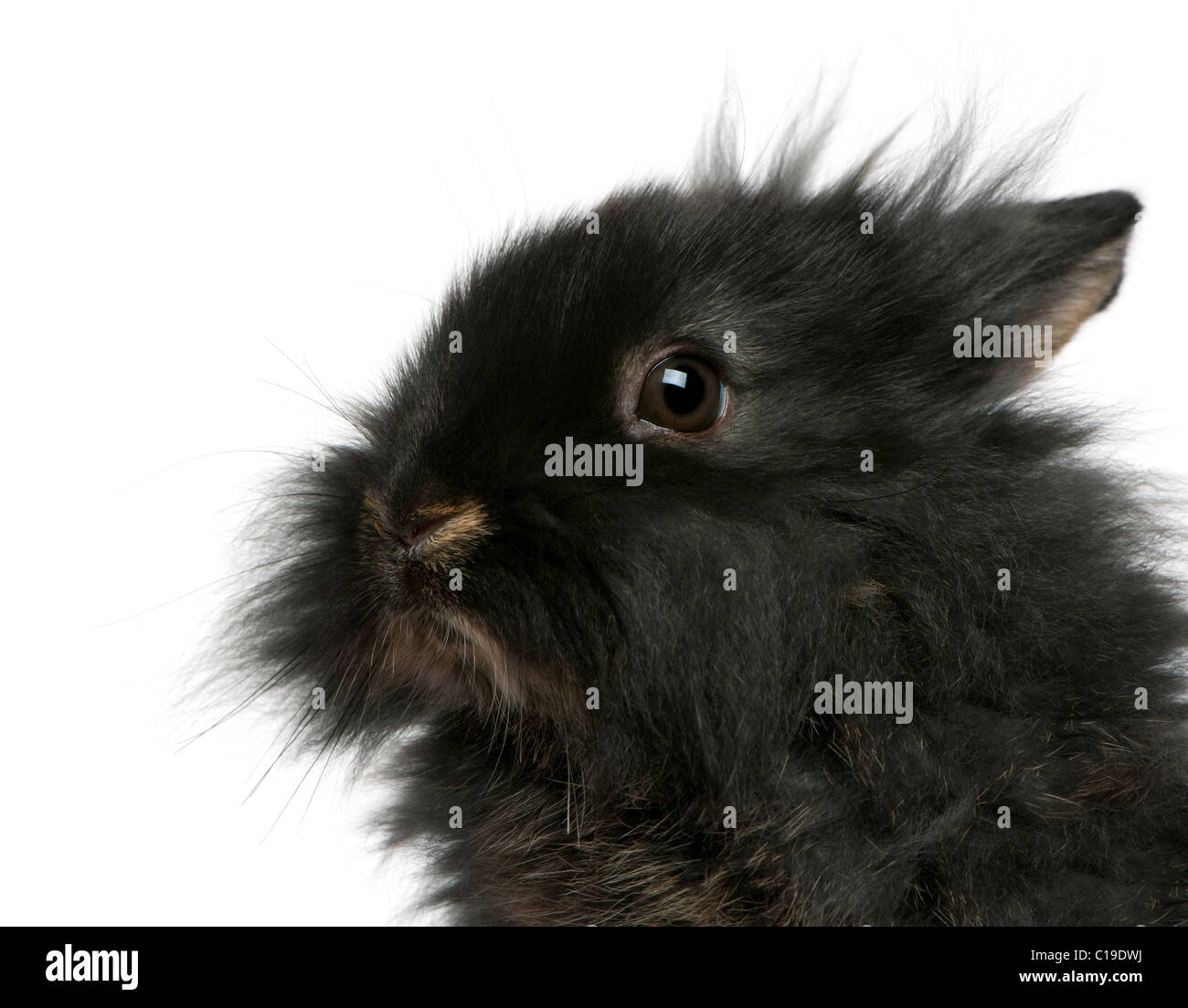 Close-up of young Lionhead rabbit, 2 months old, in front of white ...