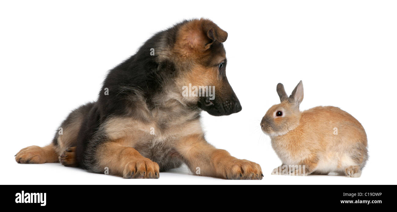 German Shepherd puppy, 4 months old, and a rabbit in front of white ...