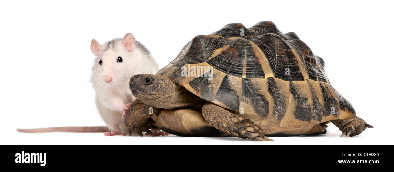 Rat and Hermann's tortoise, Testudo hermanni, in front of white ...