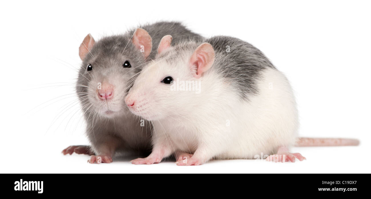 Two rats, 12 months old, in front of white background Stock Photo - Alamy