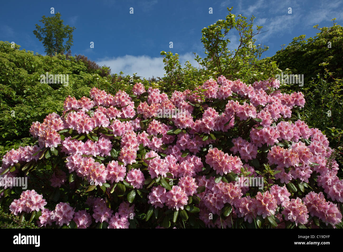 Green rhododendron hi-res stock photography and images - Alamy