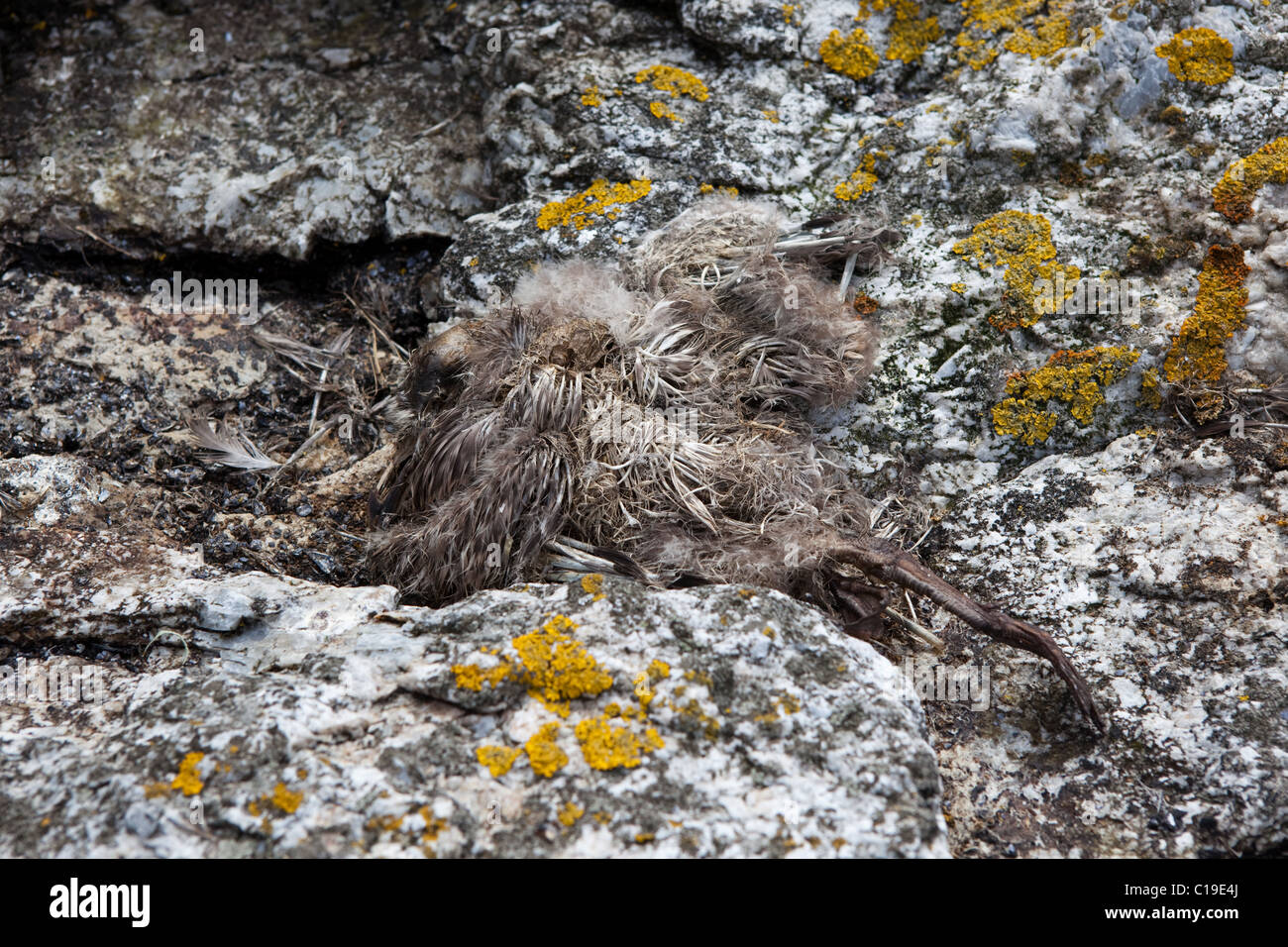 Young death bird Stock Photo - Alamy