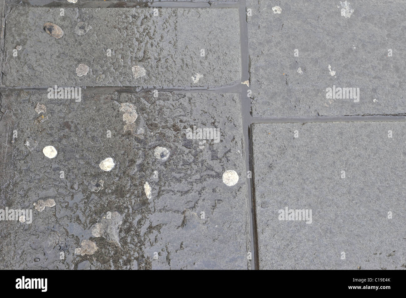 Old Chewing Gum and Cigarette Butts on wet Paving slabs Stock Photo - Alamy