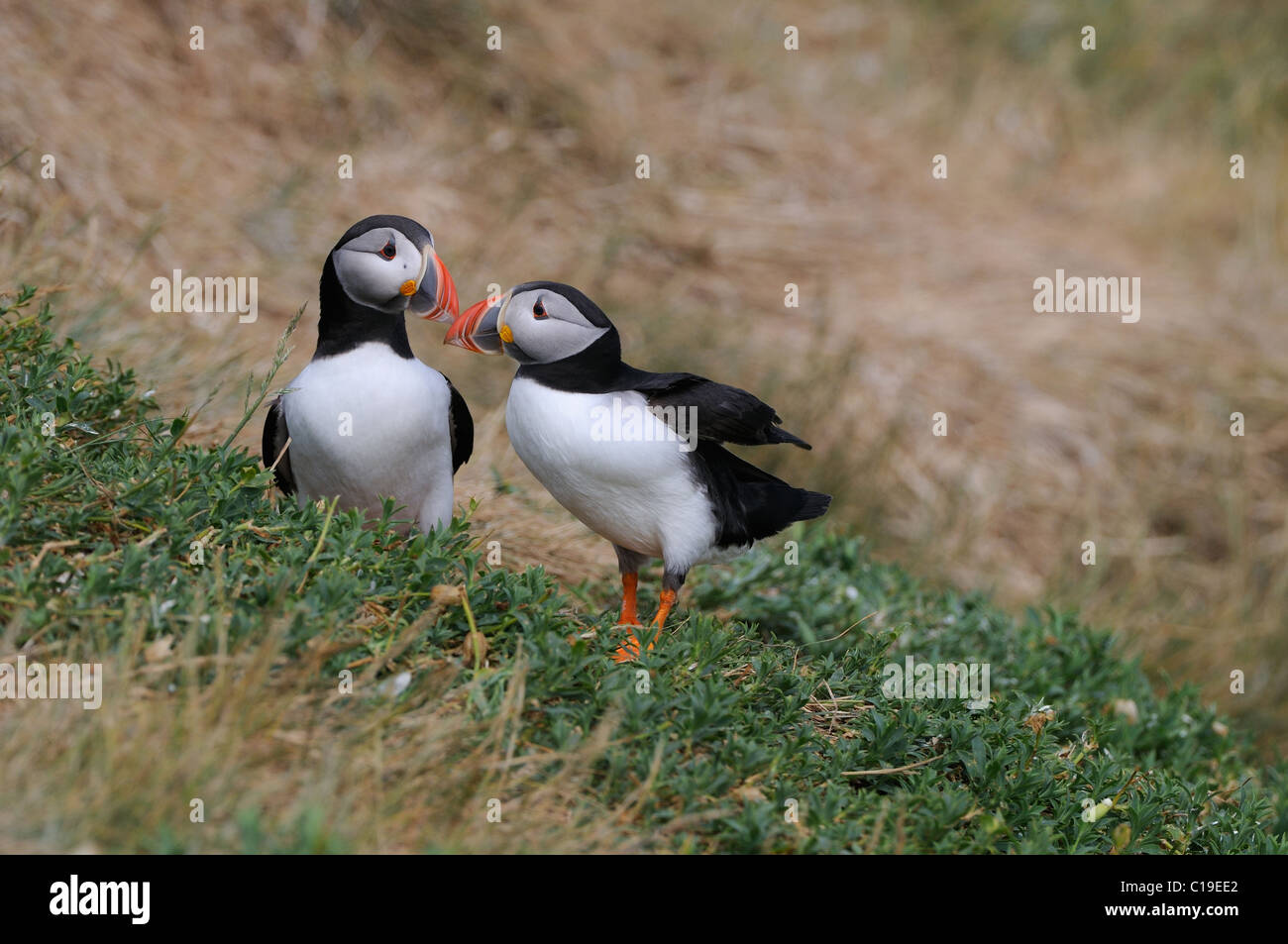 Two Atlantic Puffins in between vegetation at the Farne Islands just of ...