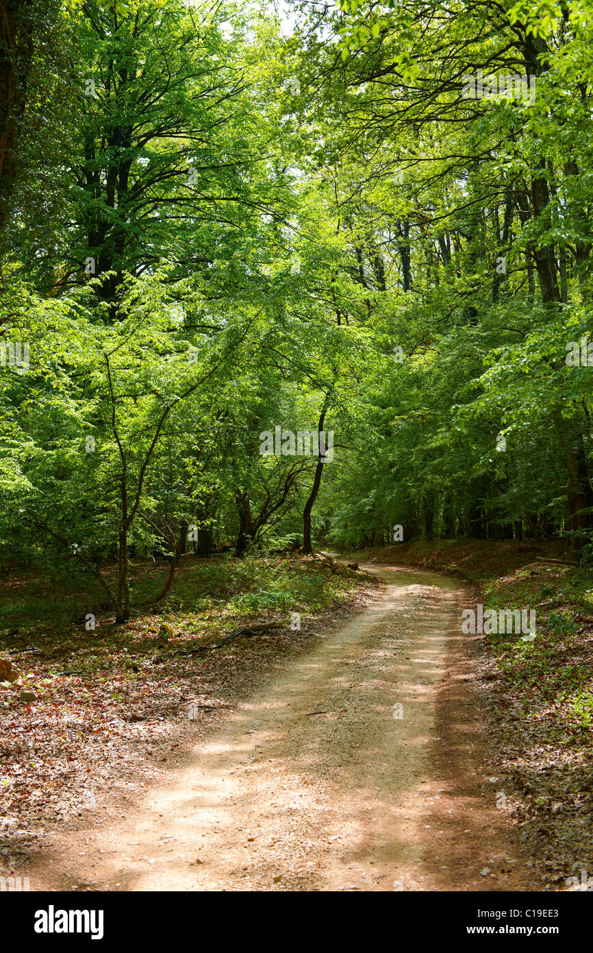 Broad Leaved Forest High Resolution Stock Photography and Images - Alamy