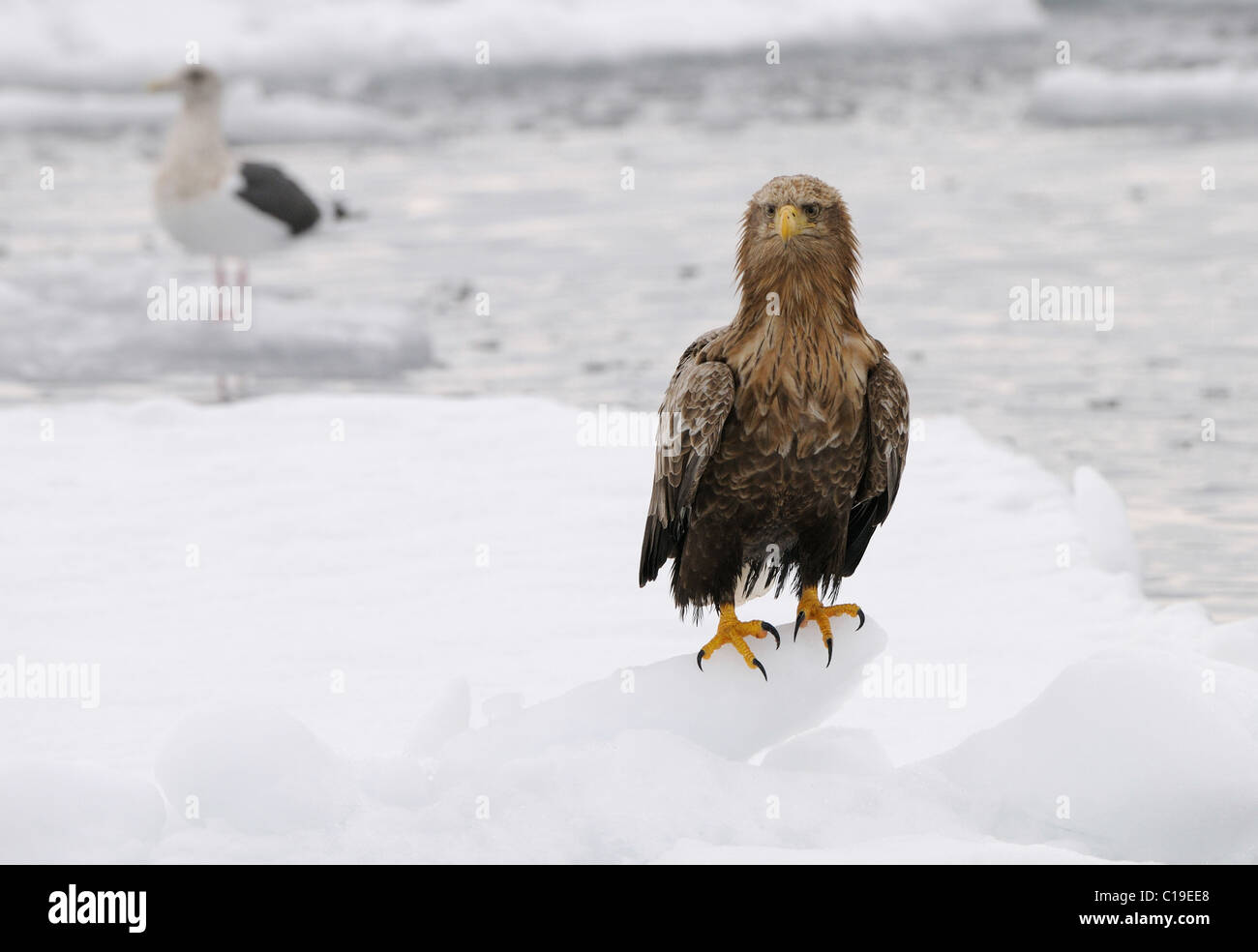 White-tailed eagle on the floating ice at the Sea of Okhotsk near Rausu ...
