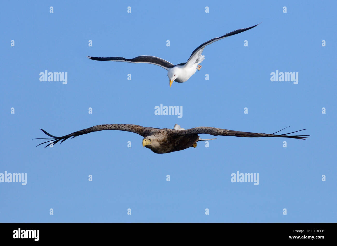 White-tailed Eagle chased by seagull above a fjord at the Province of ...