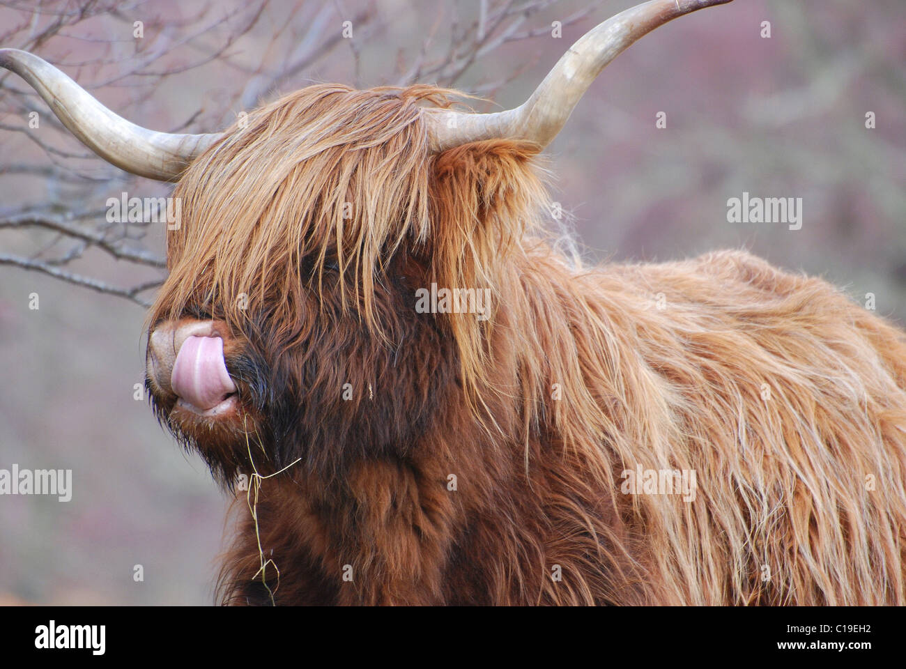 Cow lick hi-res stock photography and images - Alamy