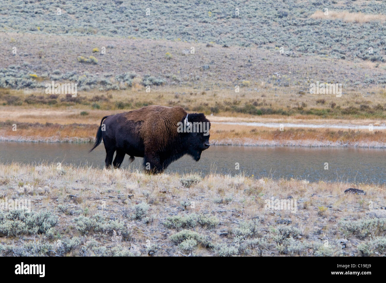 Red indians and buffalo hi-res stock photography and images - Alamy