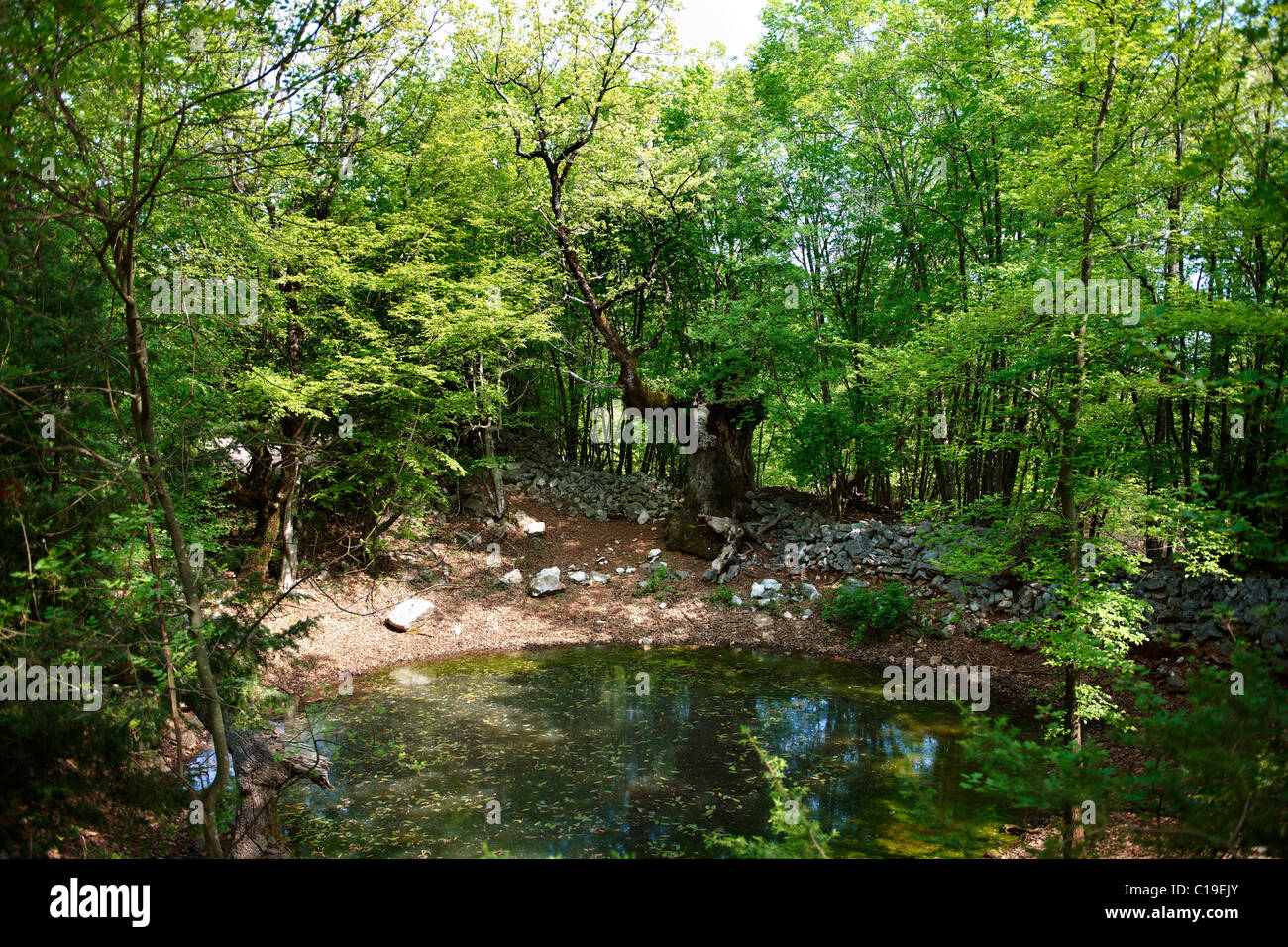 Deciduous Broad Leaved Forest High Resolution Stock Photography and ...