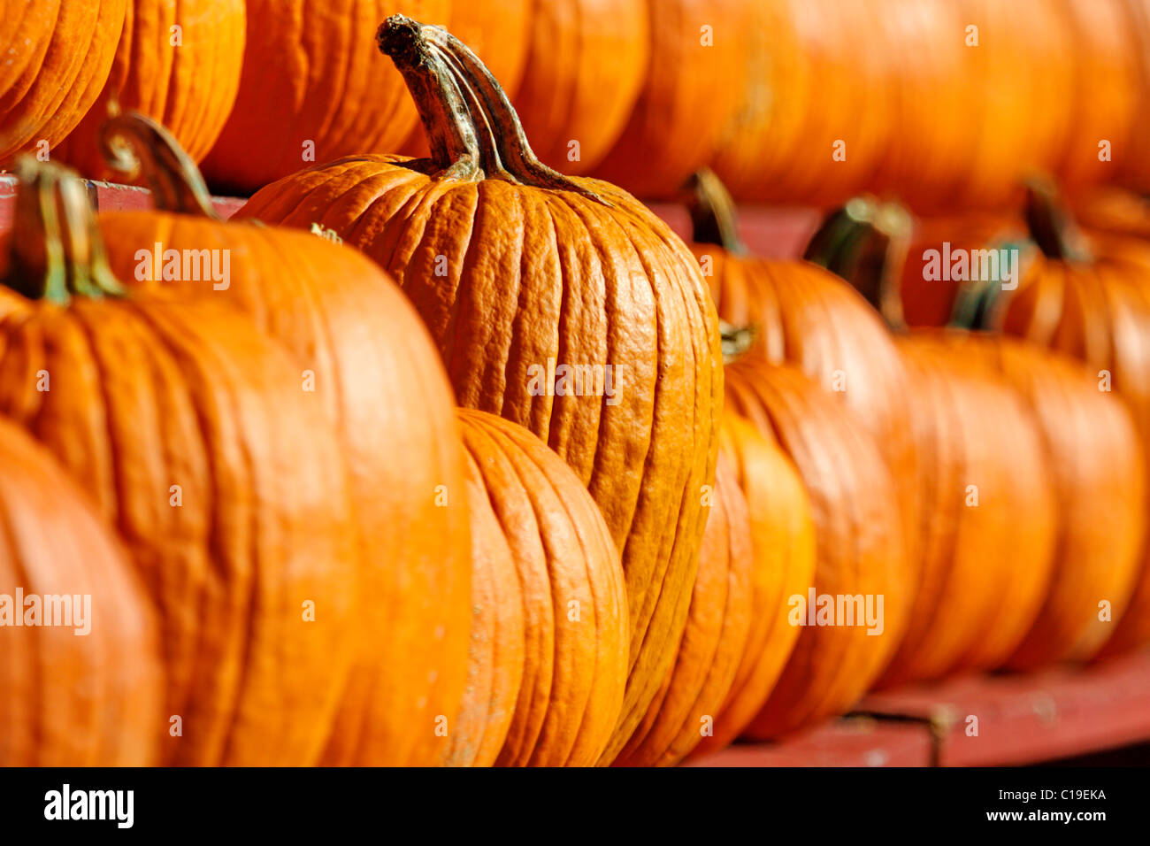 Selective focus depicts choice as it highlights one, special pumpkin ...