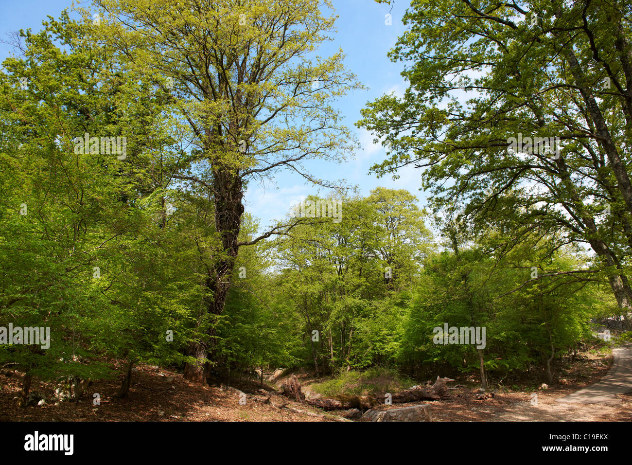The Ancient protected sub- Mediterranean broad leaved deciduous forest ...