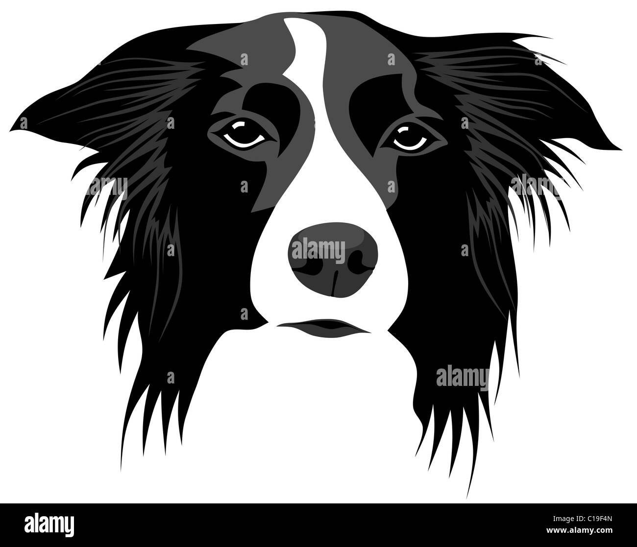 Abstract vector illustration of border collie head Stock Photo - Alamy