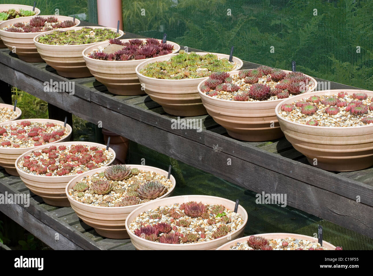A large collection of ceramic flower pots Stock Photo - Alamy