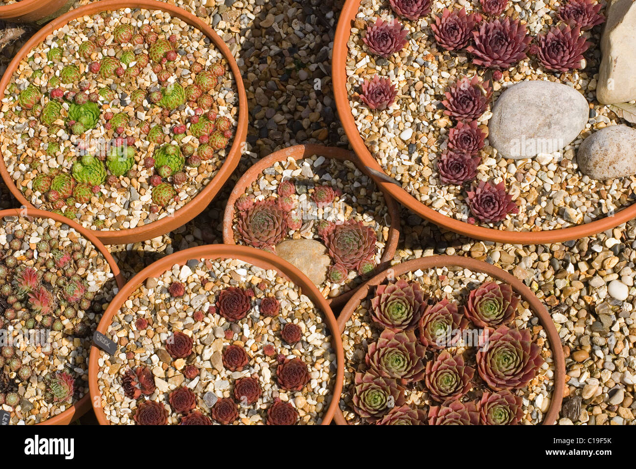 A large collection of ceramic flower pots Stock Photo - Alamy