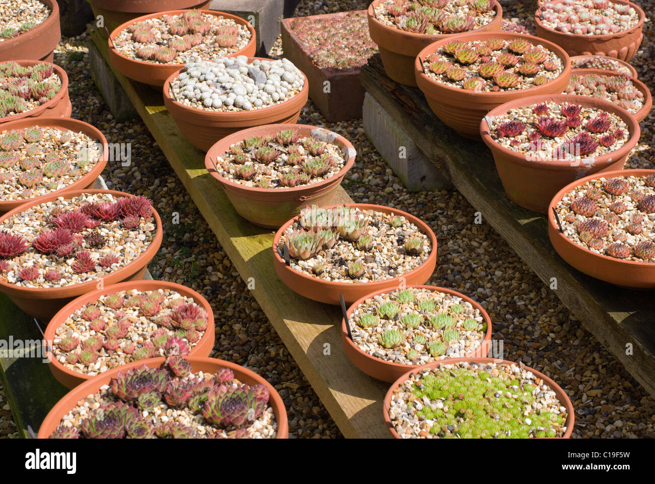 A large collection of ceramic flower pots Stock Photo - Alamy
