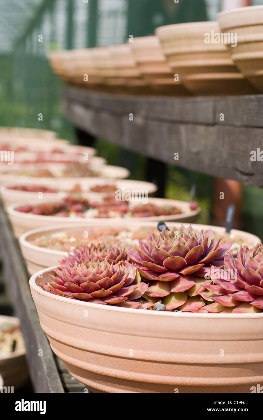 A large collection of ceramic flower pots Stock Photo - Alamy