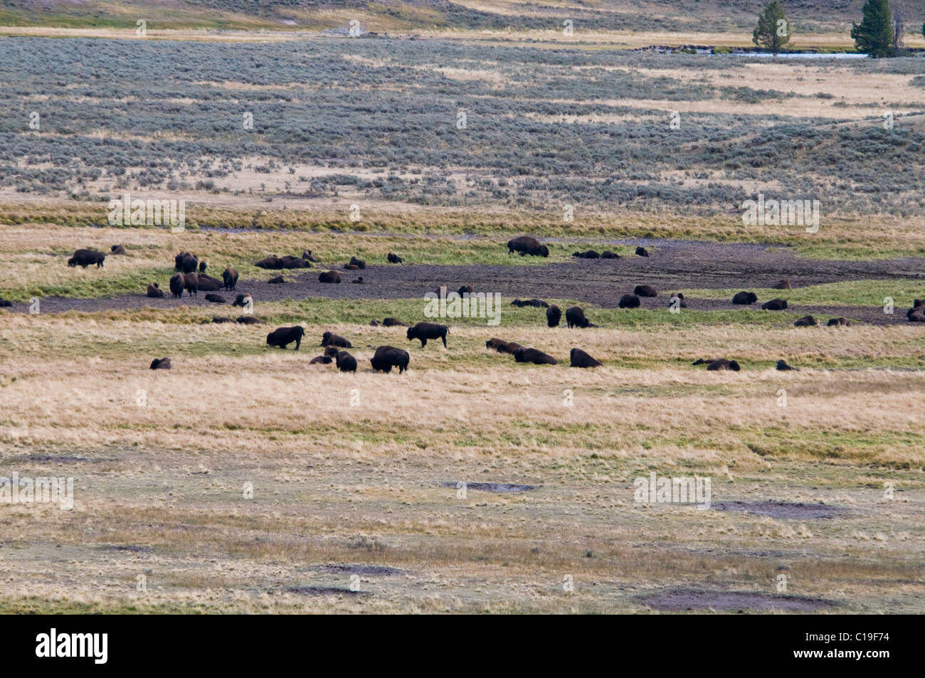 Hunted to extinction by indians hi-res stock photography and images - Alamy