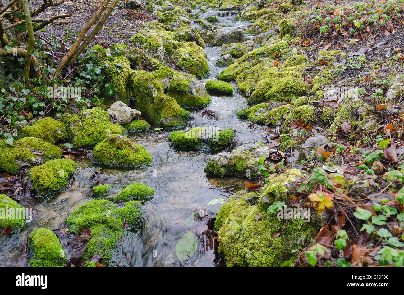 Mossy brook, photographed in the grounds of the Slieve Russell Hotel ...