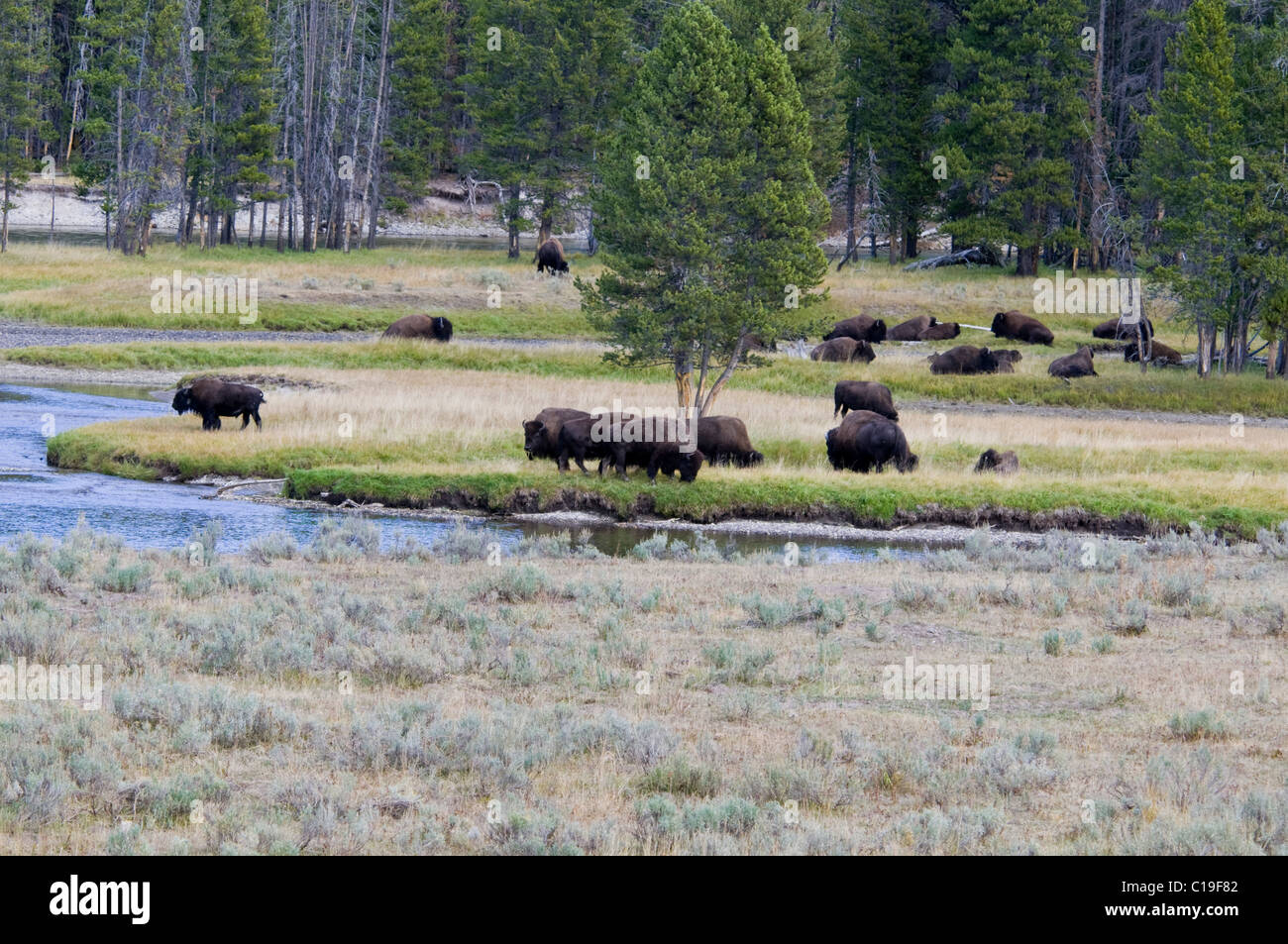 Hunted to extinction by indians hi-res stock photography and images - Alamy