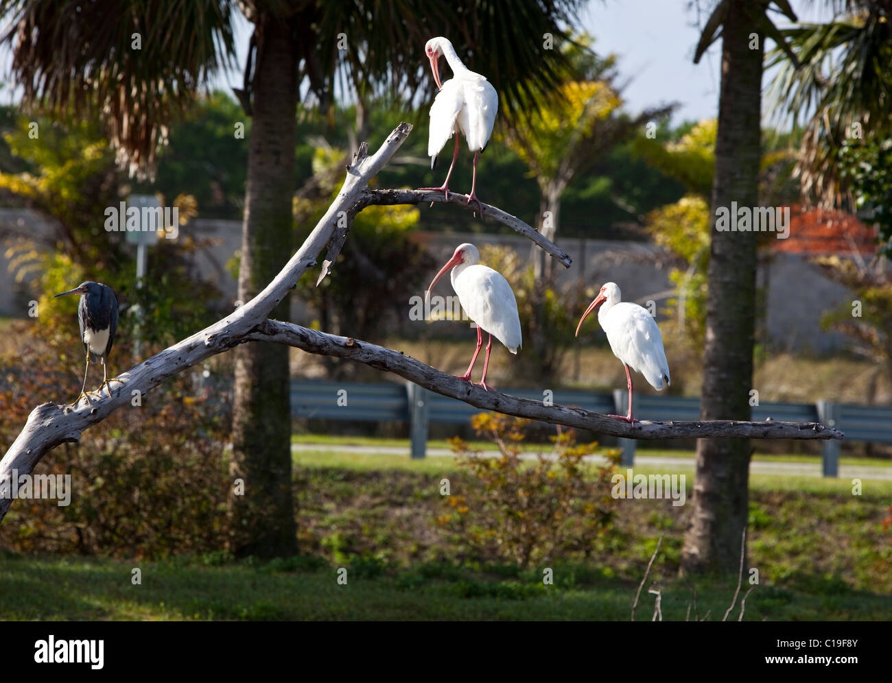 Ibis birds hi-res stock photography and images - Alamy
