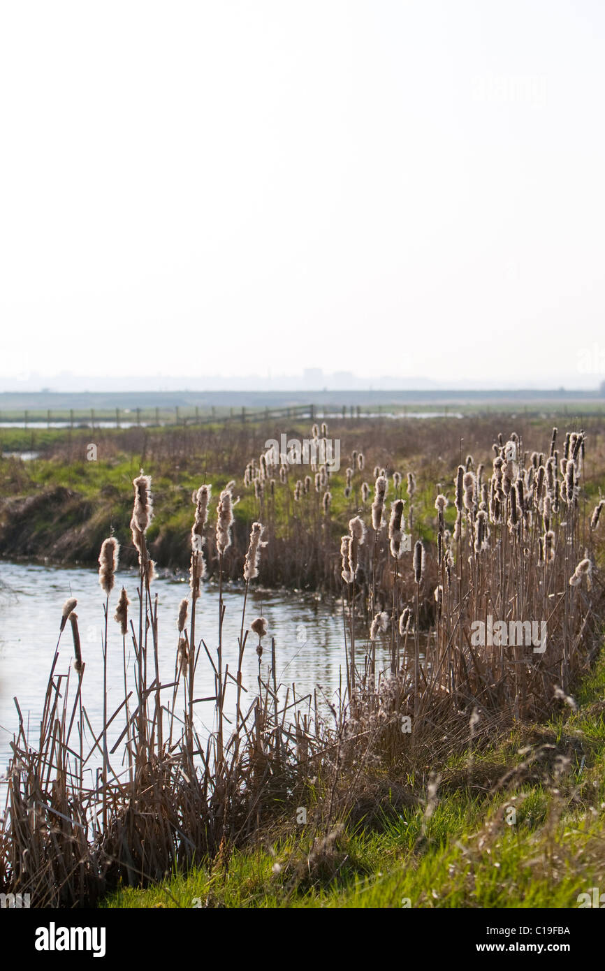 Typha latifolia reed bed hi-res stock photography and images - Alamy