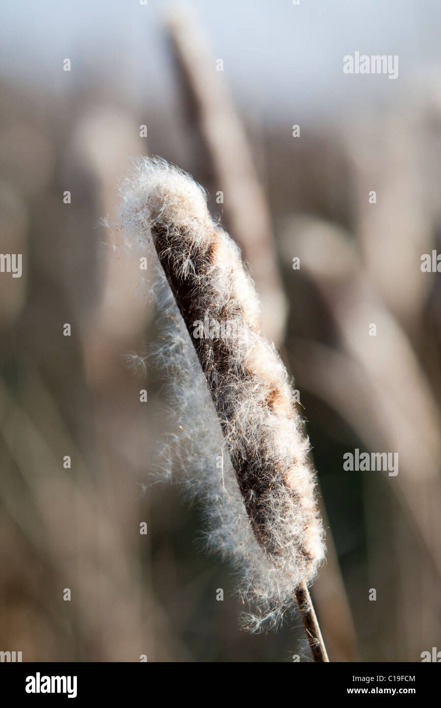 Distributing seeds hi-res stock photography and images - Alamy