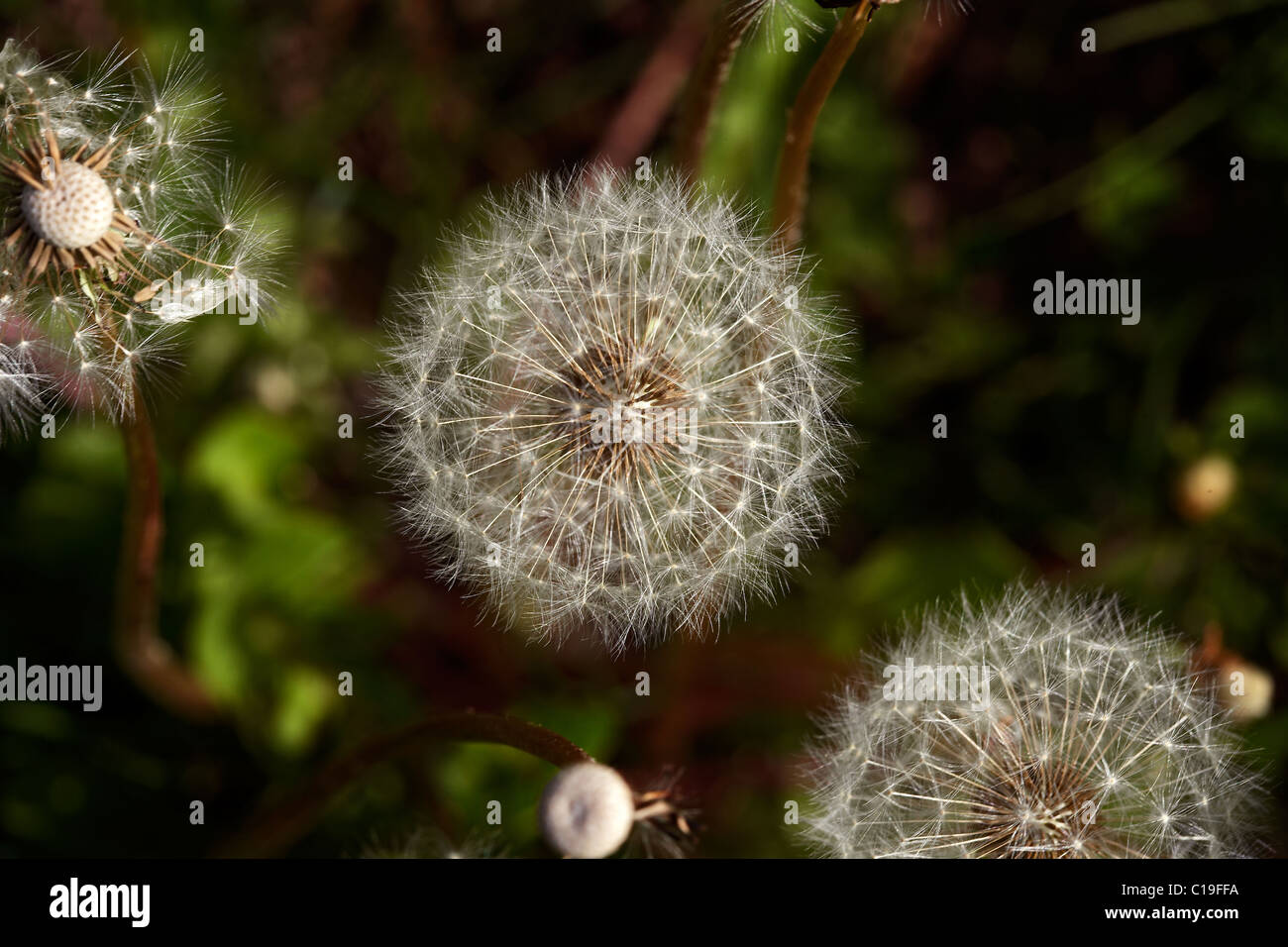 Taraxacum seed hi-res stock photography and images - Alamy