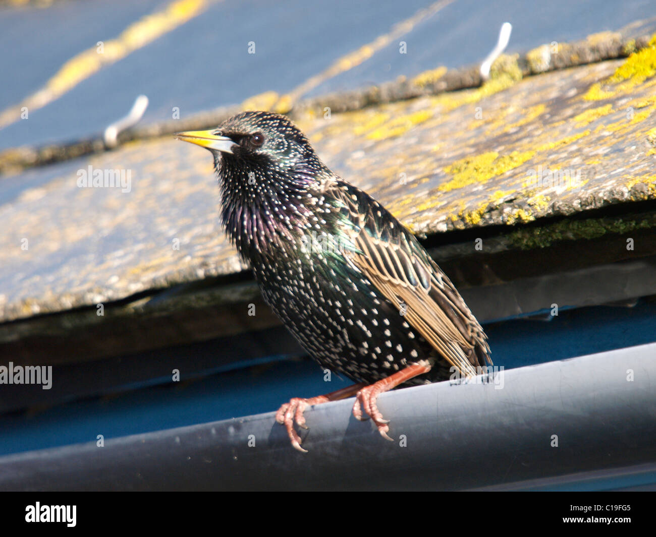 Spotty starling hi-res stock photography and images - Alamy